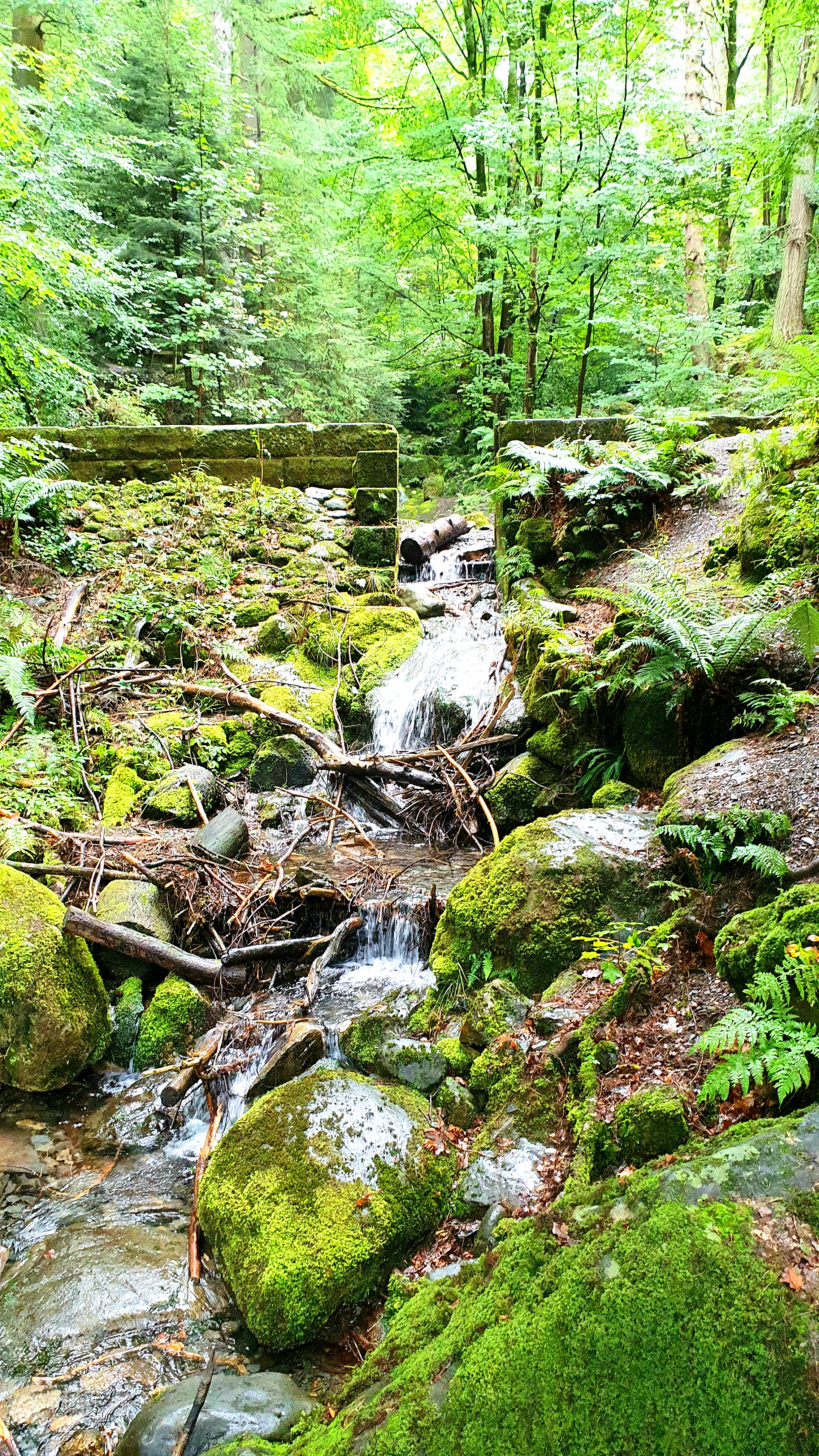 Dodd Wood