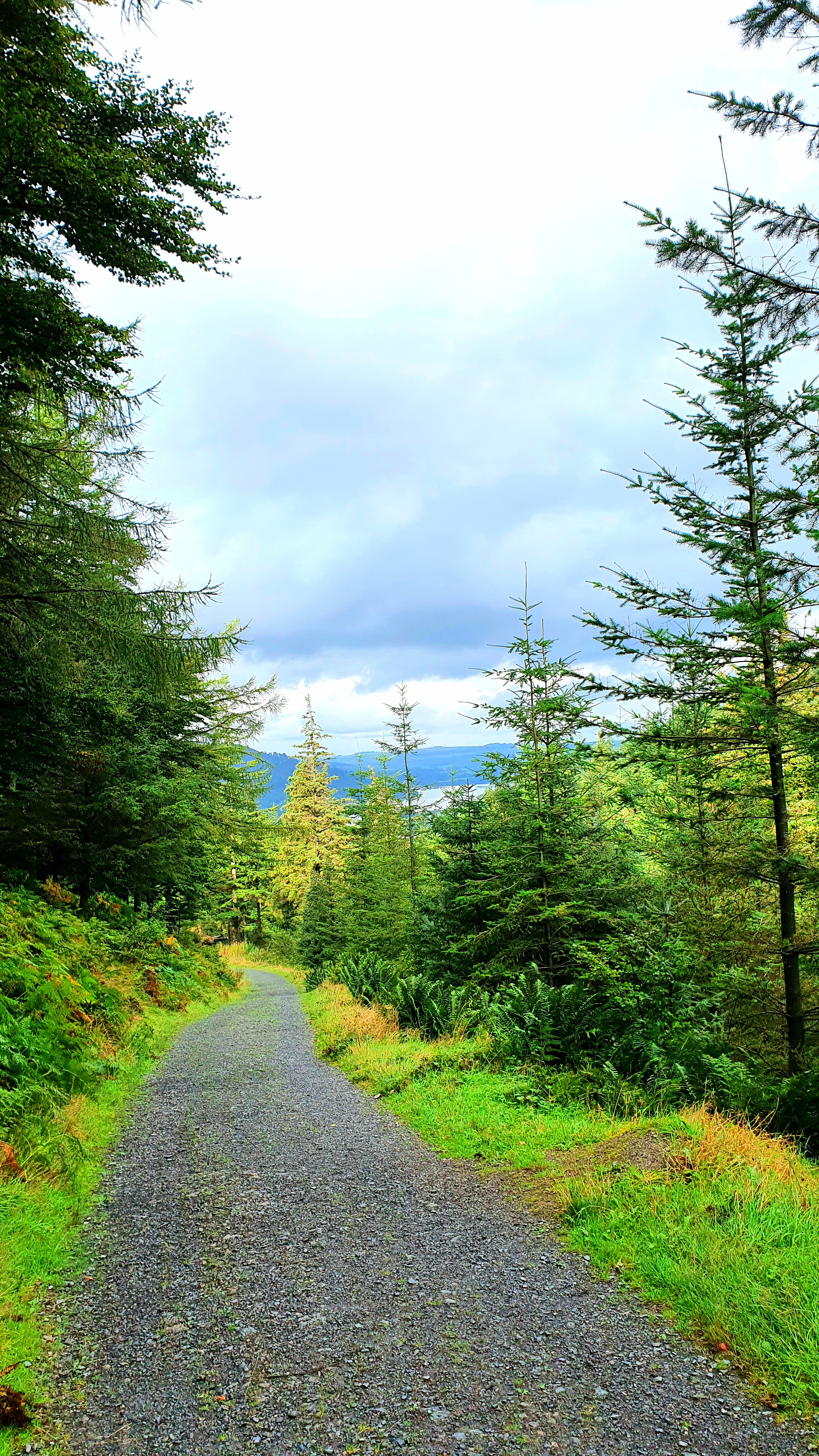 Dodd Wood
